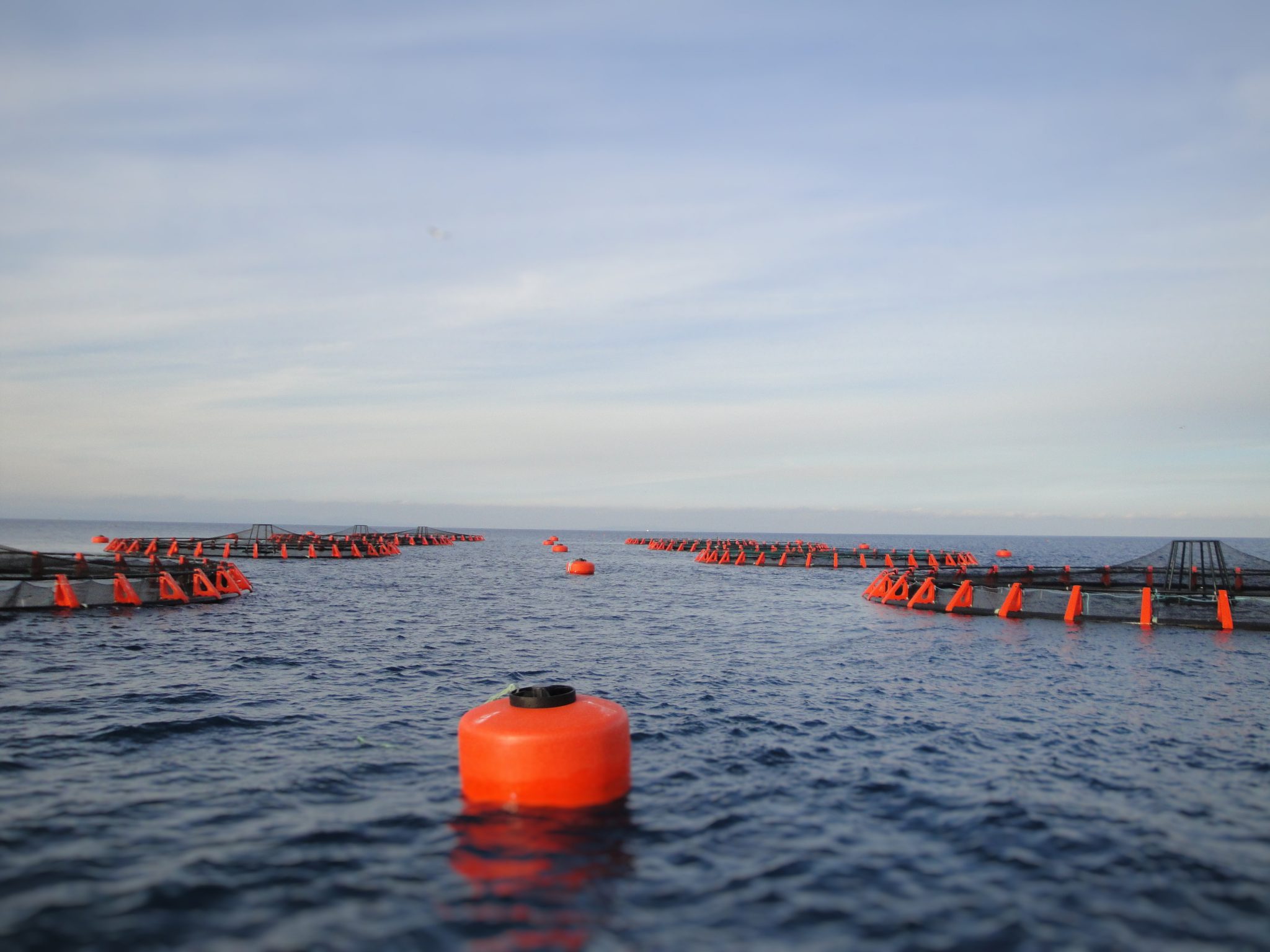 Professional washers for fish farming | Adaq Srl